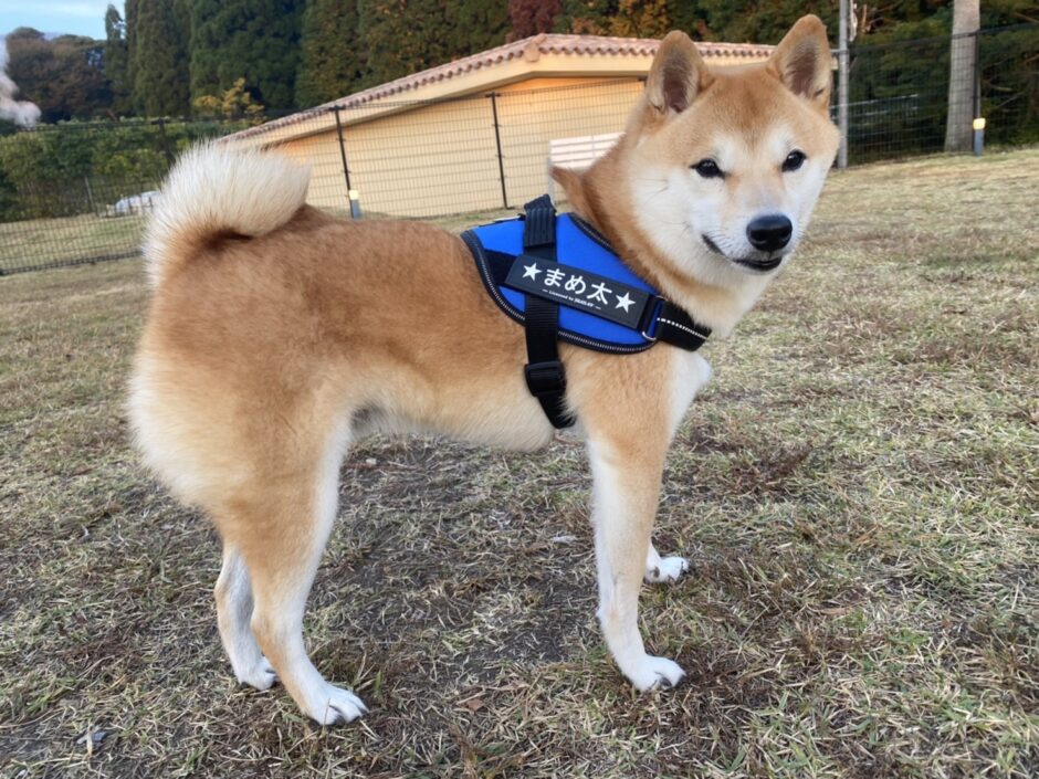 柴犬と旅ブログ｜鹿児島県霧島市ラビスタ霧島ヒルズに黒柴親子とお泊り｜旅割旅行